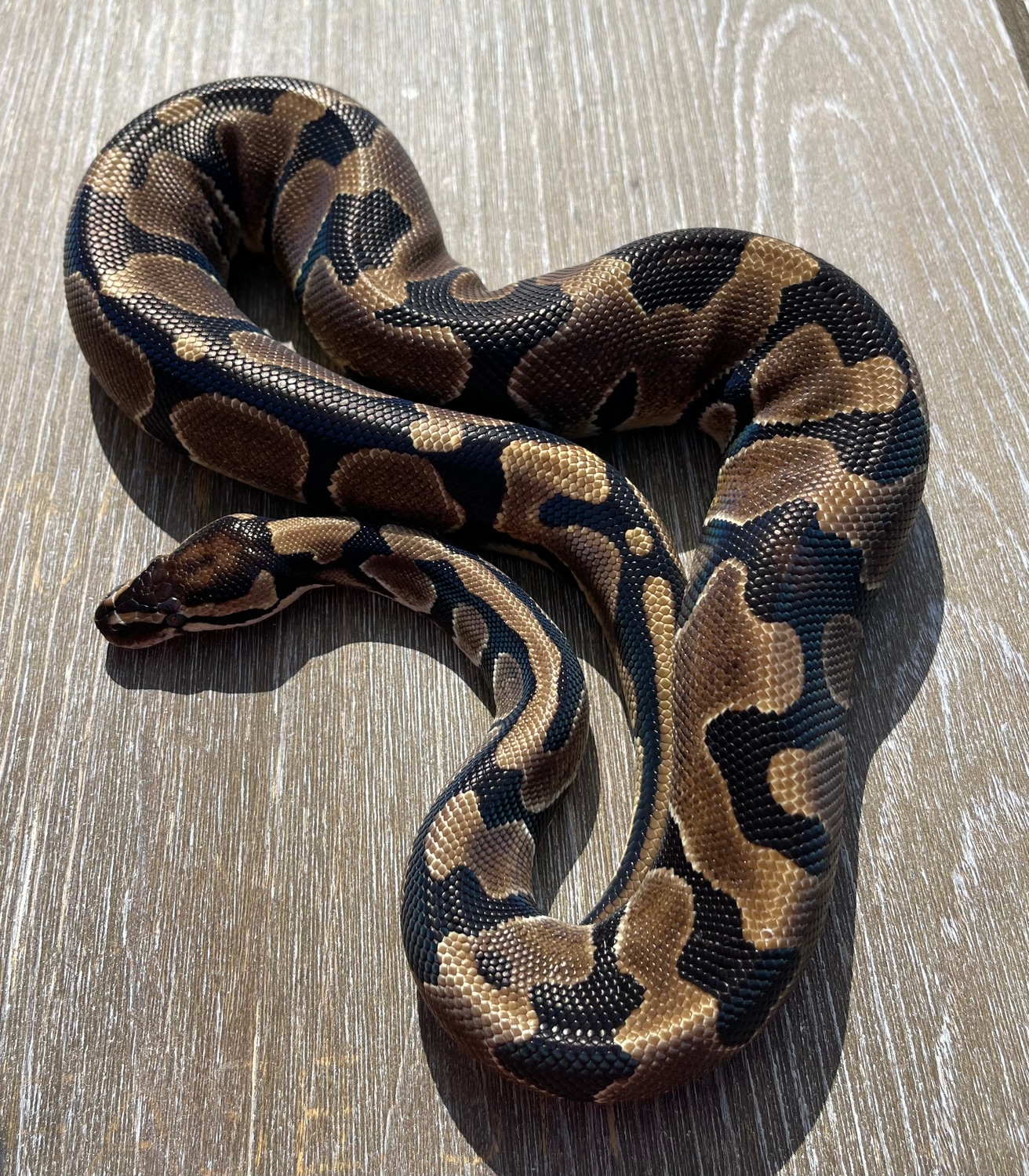 Double Het Albino Pied Ball Python by Dixon Serpents - MorphMarket