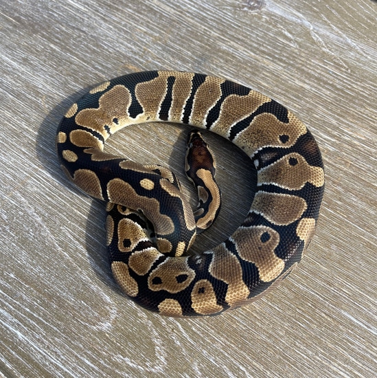 Double Het Albino Pied Ball Python by Dixon Serpents