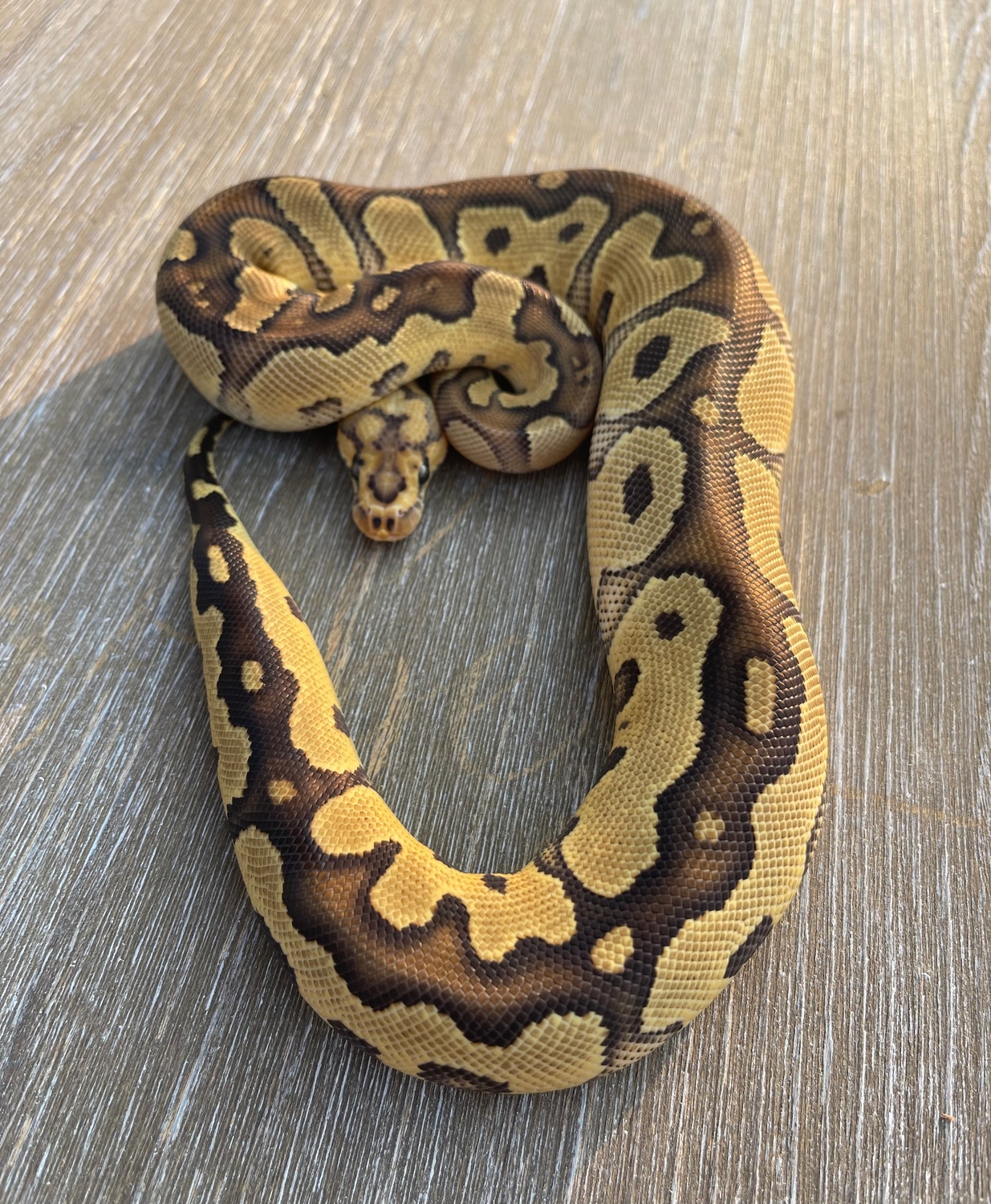 Fire Clown*free Shipping* Ball Python by Dixon Serpents - MorphMarket