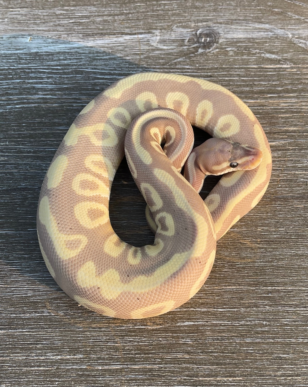 Banana Mojave Leopard Ball Python by Dixon Serpents - MorphMarket