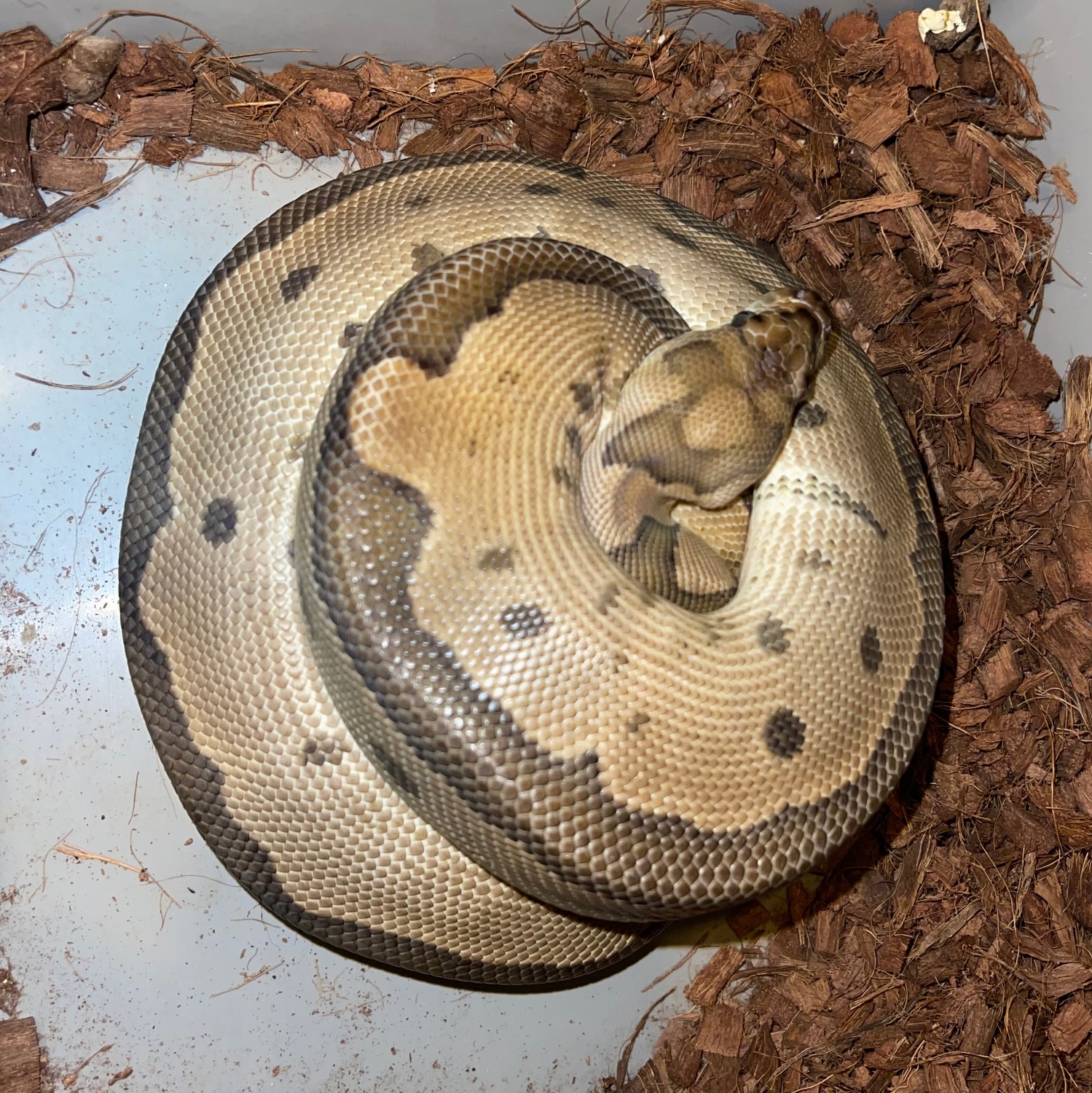 Blade Clown Ball Python by Dixon Serpents - MorphMarket