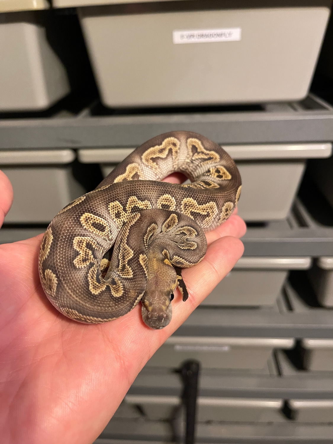 GHI Mojave Clown Ball Python by Dixon Serpents - MorphMarket