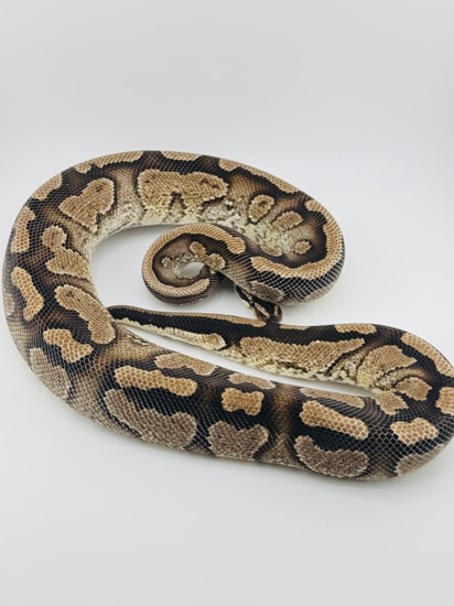 🔥No Reserve🔥 Paint RTB Ball Python by Dixon Serpents
