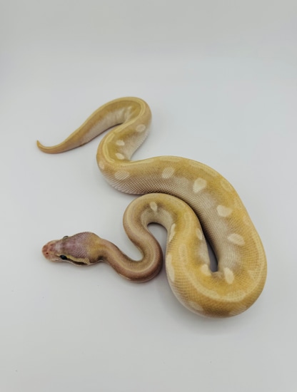 Super Mystic Enchi OD Hypo Ball Python by Dixon Serpents