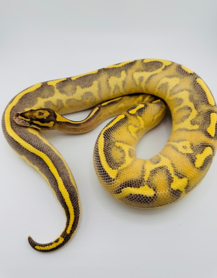 Leopard Highway Ball Python by Dixon Serpents