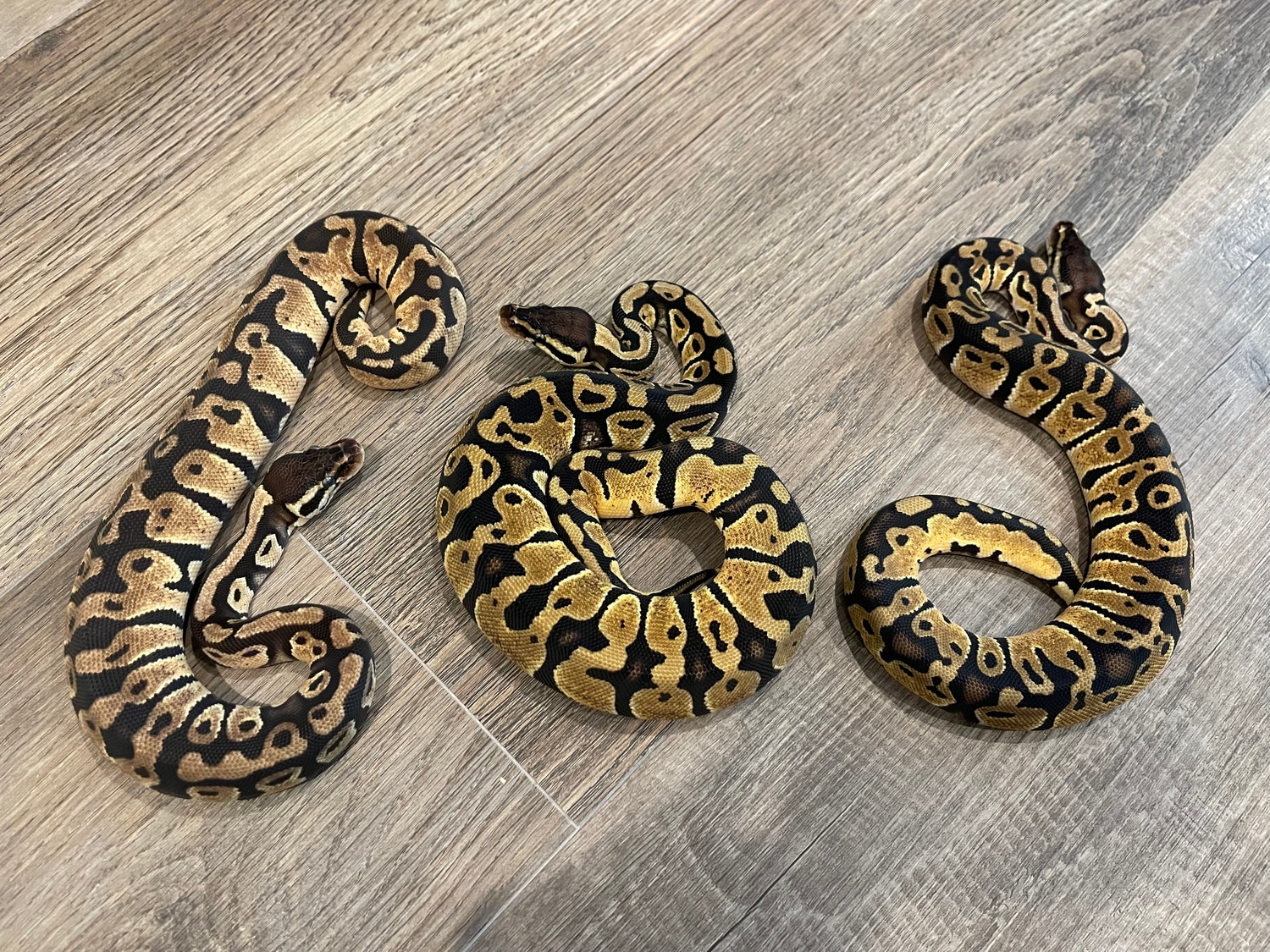 Pastel 100% Het Pied (3 Available) Ball Python by Lotus Pythons ...