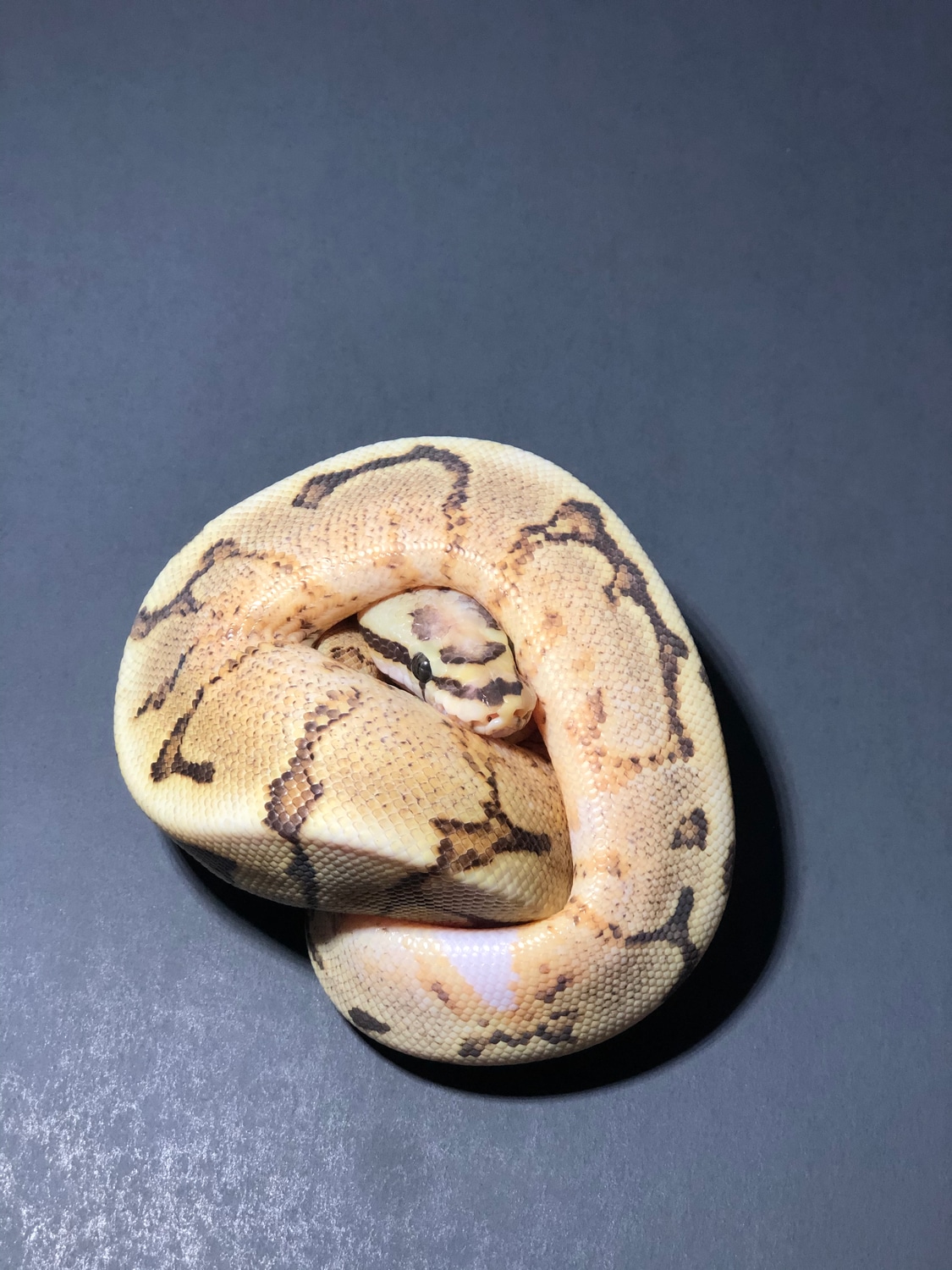 Vanilla Cream Spider Ball Python by Forged Pythons - MorphMarket