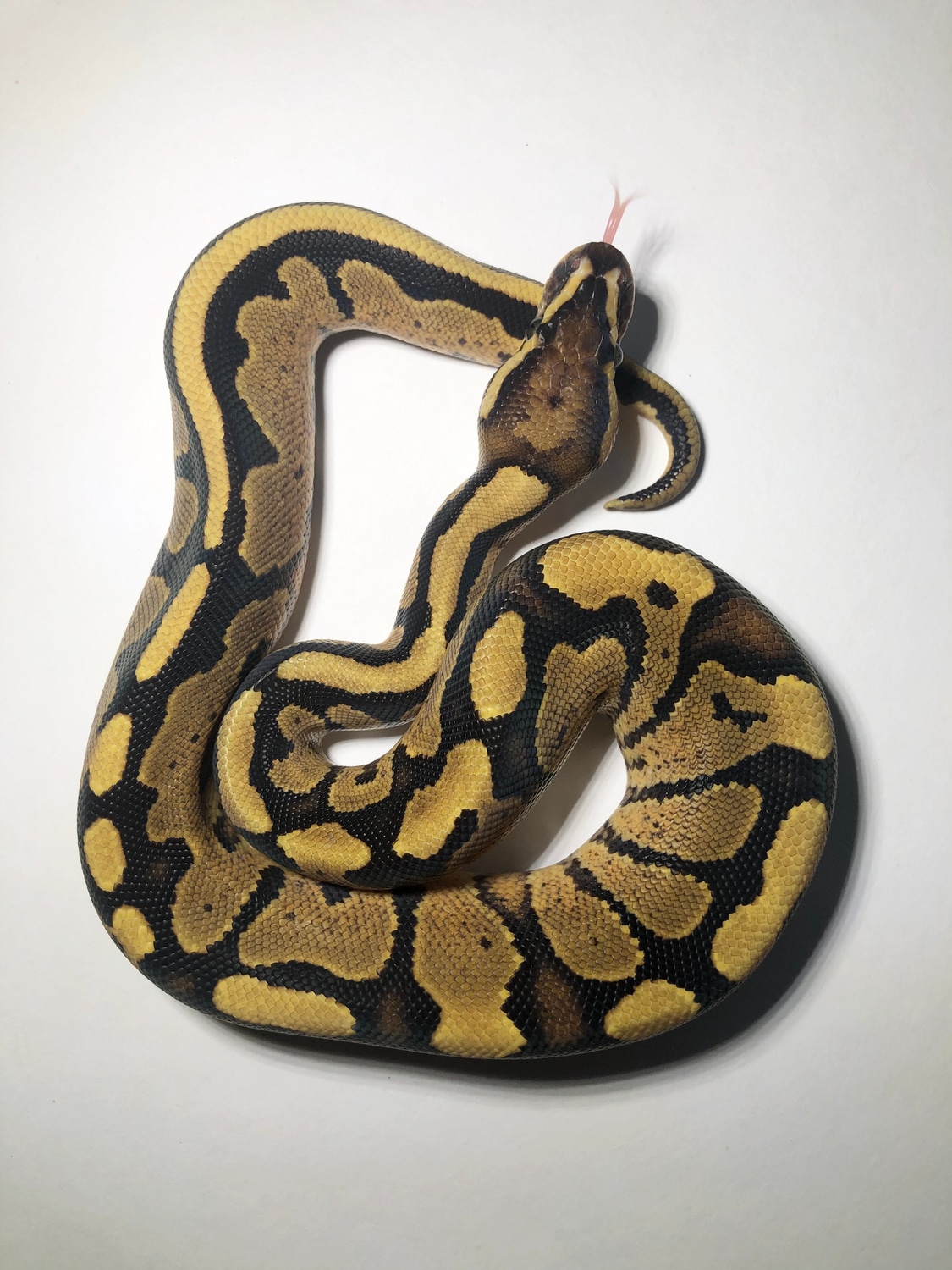 Vanilla/Fire Ball Python by Forged Pythons - MorphMarket