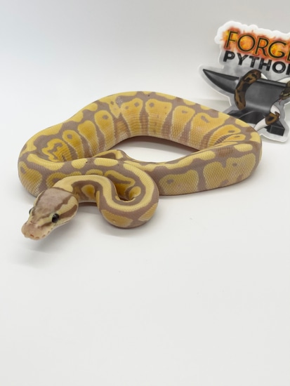 Banana Het Clown Ball Python by Forged Pythons