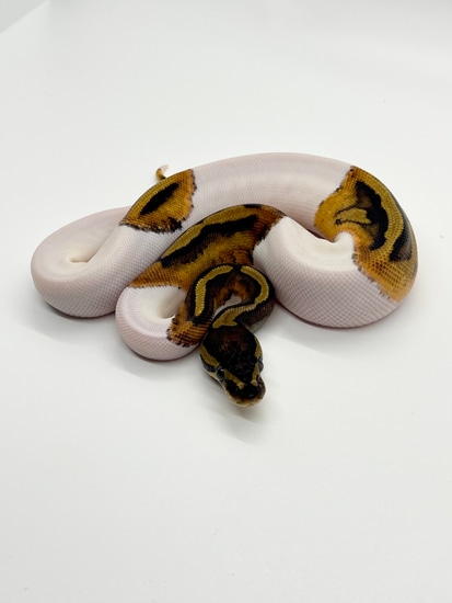 Pied Ball Python by Forged Pythons