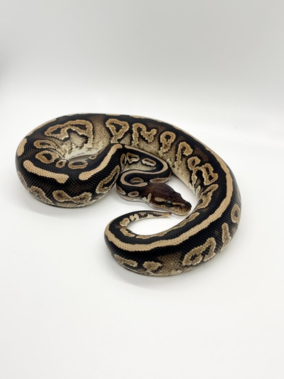 Cinnamon Ball Python by Forged Pythons