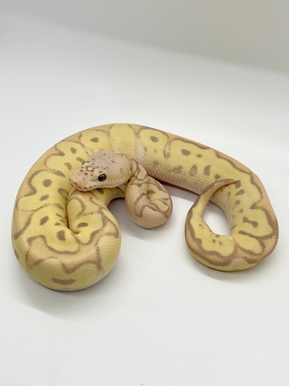 Banana Pastel Clown Ball Python by Forged Pythons