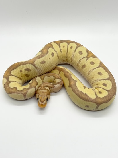 Banana Clown Ball Python by Forged Pythons