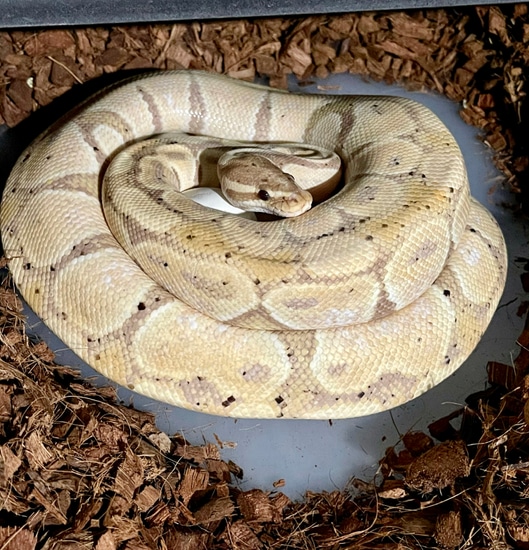 Banana Female *Ready To Breed* Ball Python by Forged Pythons