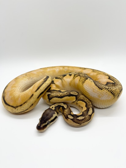 Orange Dream Calico Enchi Firefly YB Ball Python by Forged Pythons