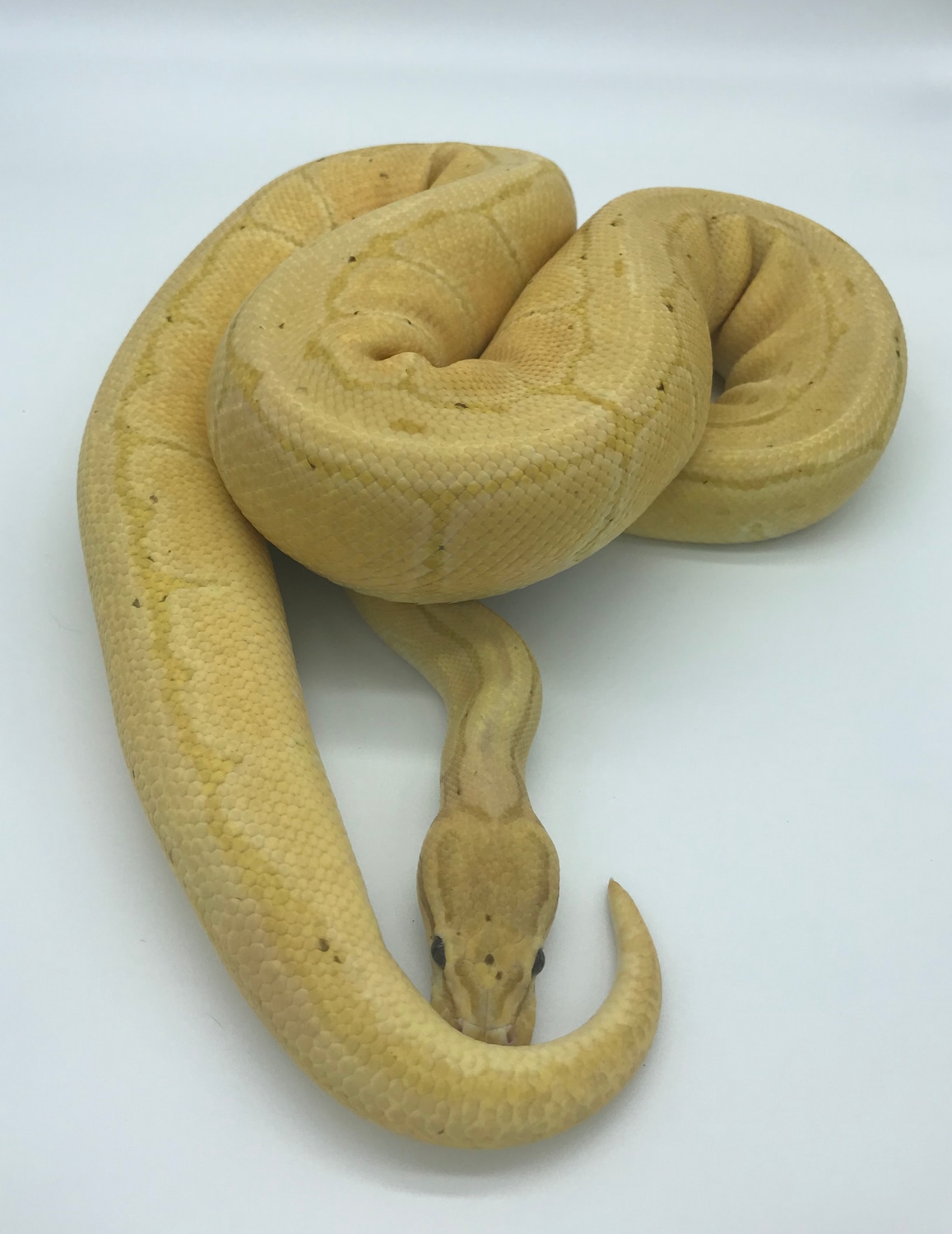 Banana LemonBlast Ball Python by Red Stick Reptiles - MorphMarket