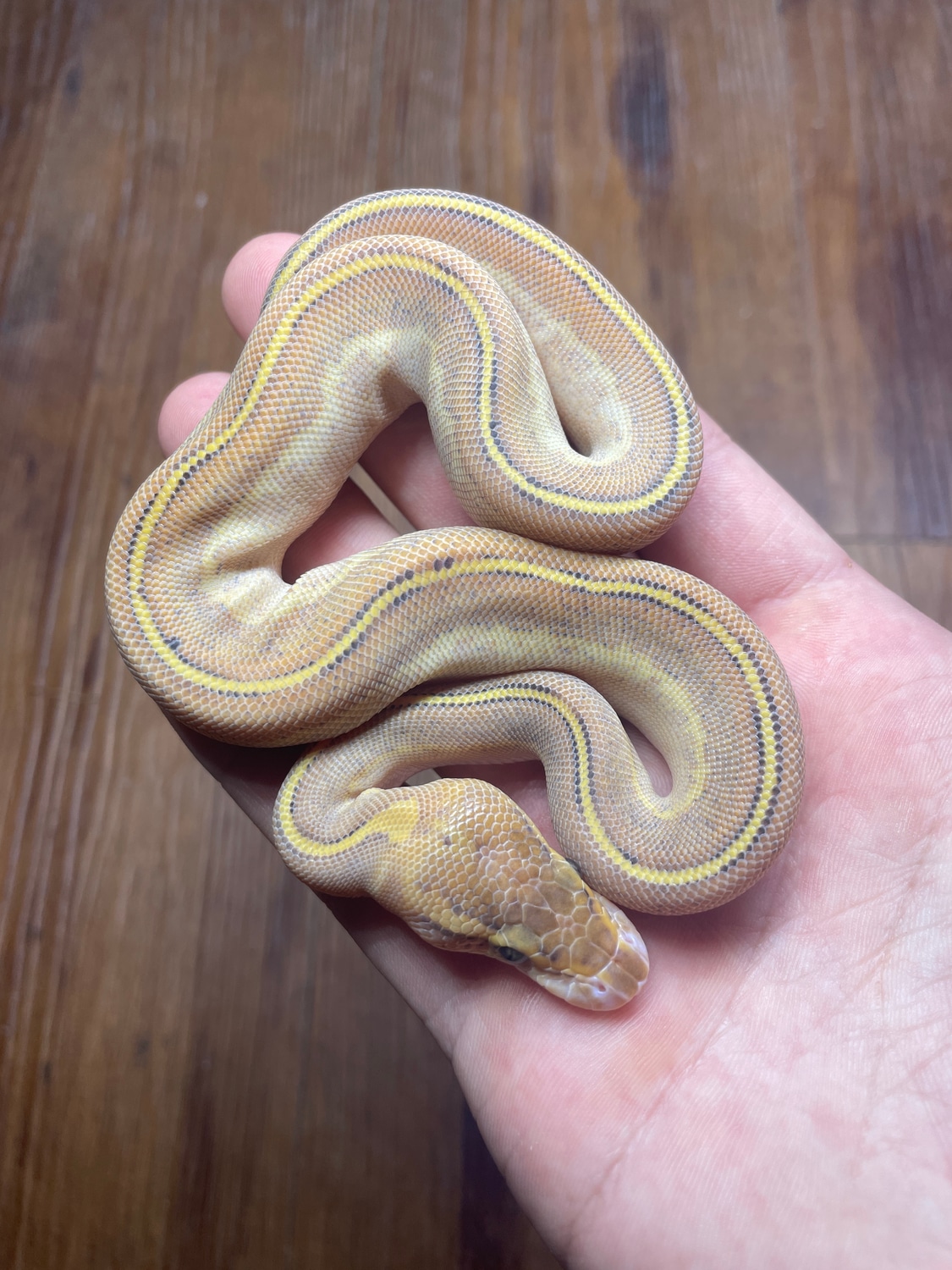 Pinstripe Highway Ball Python by Red Stick Reptiles - MorphMarket