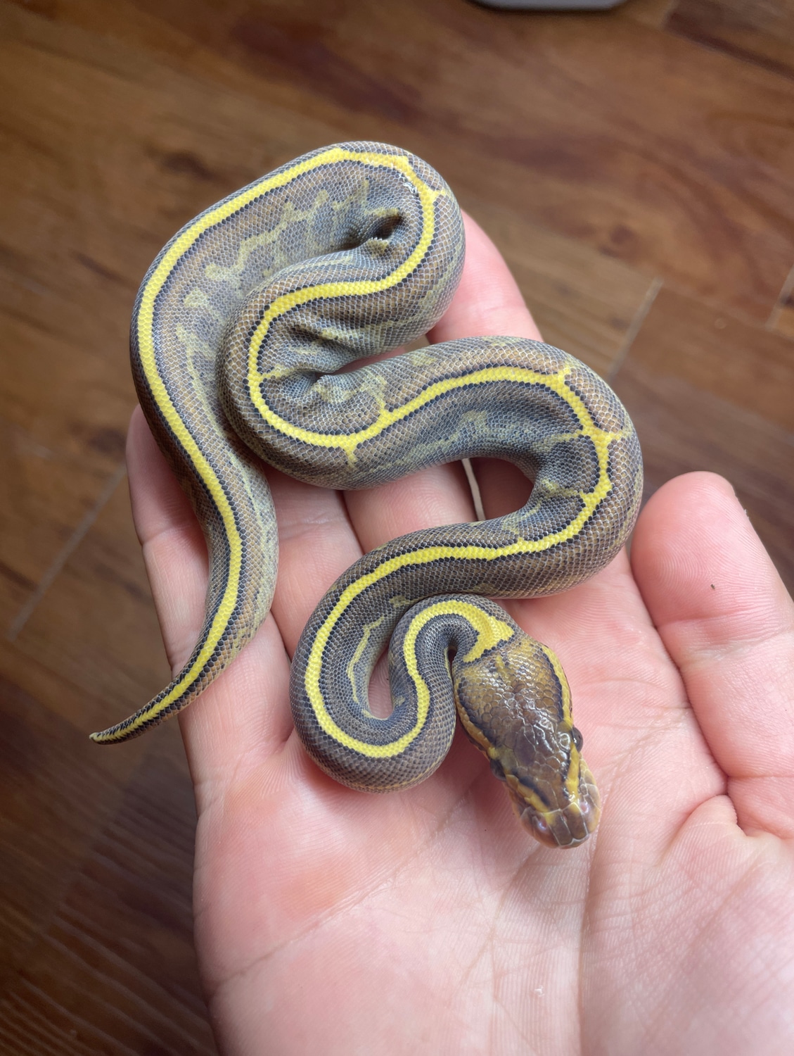 Super Gravel Pinstripe Ball Python by Red Stick Reptiles - MorphMarket