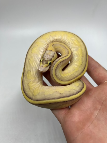 Super Stripe Pastel Lesser Leopard Ball Python by Red Stick Reptiles