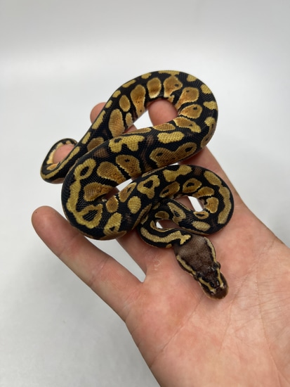 Citrus Pastel Ball Python by Red Stick Reptiles
