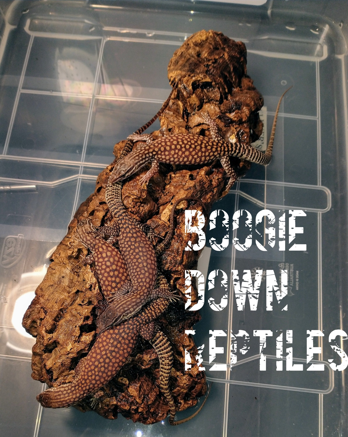 Hatchling Red Ackies Spiny-Tailed Monitor by Boogie Down Reptiles ...