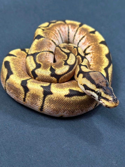 Enchi Spider Fire Pos O.D Ball Python by J-Slithers-Morphs