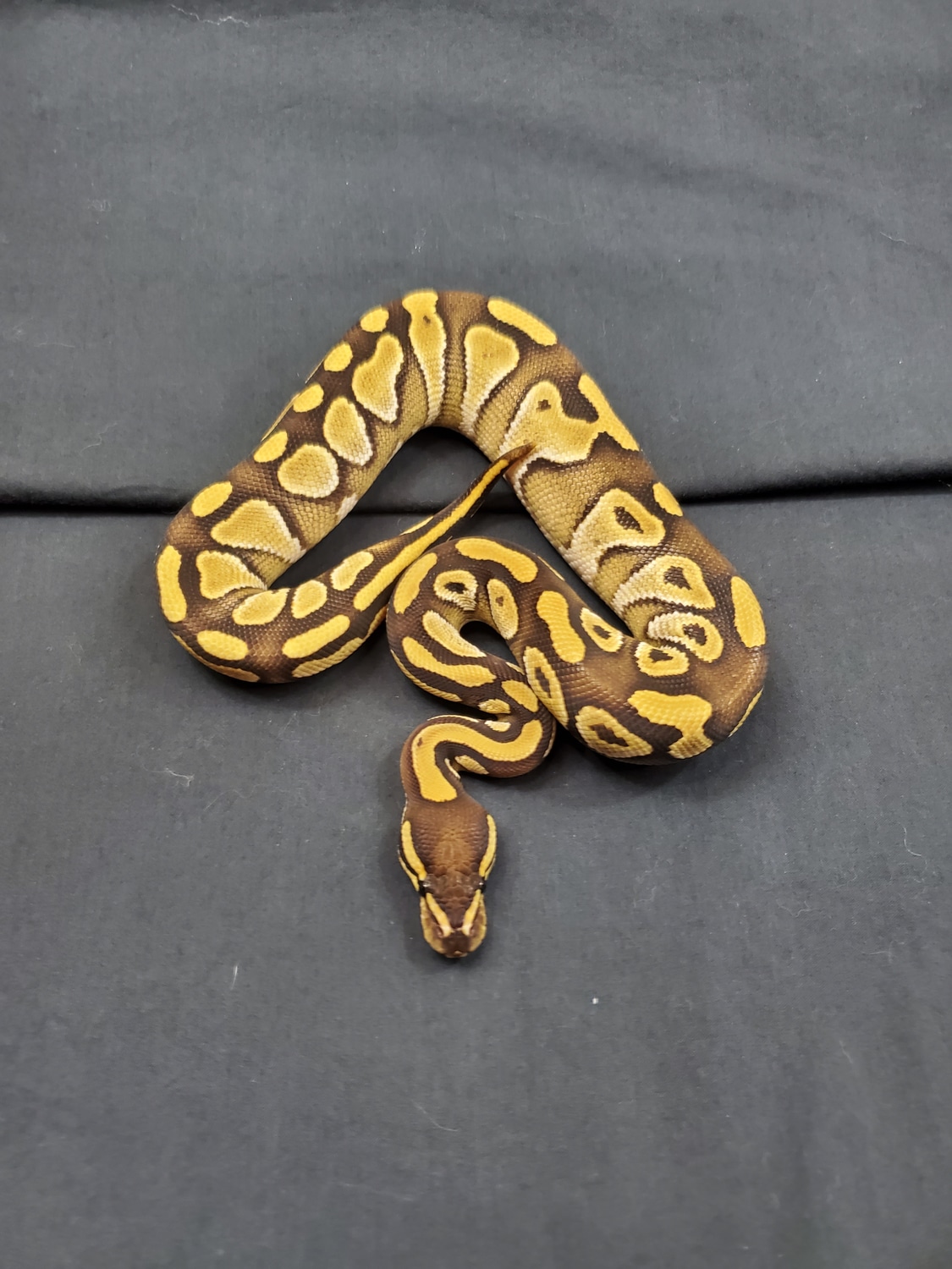 Mojave Het Orange Ghost Ball Python by J-Slithers-Morphs - MorphMarket