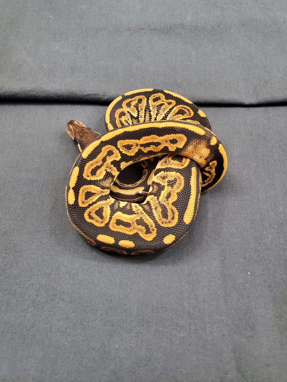 Black Pastel Het Orange Ghost Ball Python by J-Slithers-Morphs ...