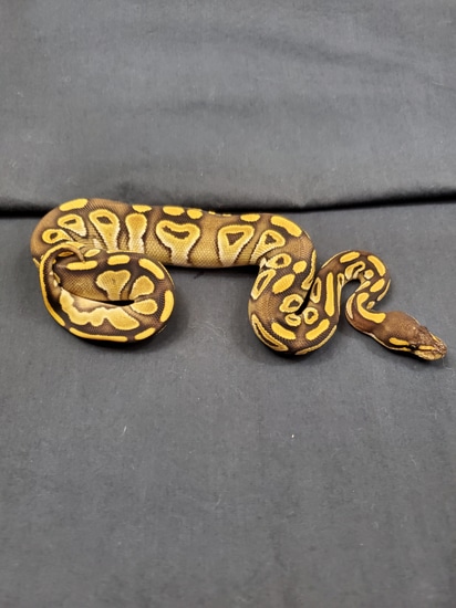 Mojave Het Orange Ghost Ball Python by J-Slithers-Morphs
