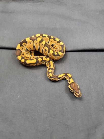 Fire Ball Python by J-Slithers-Morphs