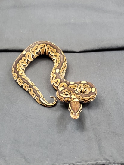 Het Red Axanthic Ball Python by J-Slithers-Morphs