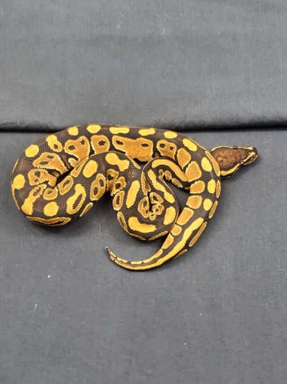 Normal (Funky) Ball Python by J-Slithers-Morphs