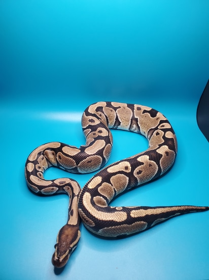Fire Pos O.D. Ball Python by J-Slithers-Morphs