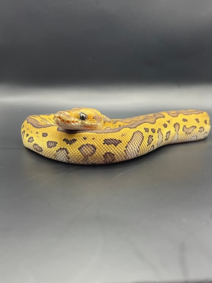 Mojave Red Stripe (Yellow Belly) Clown Ball Python by G3S Pythons
