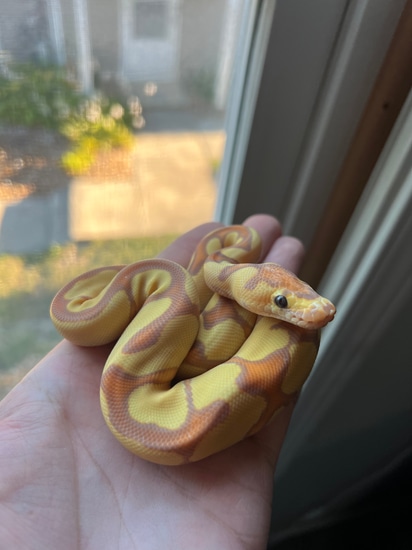 Collection Ball Python by Snake Eyes Serpents