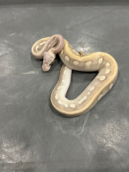 Purple Passion Pastel Yellow Belly Het Hypo Ball Python by Wapiti Exotics