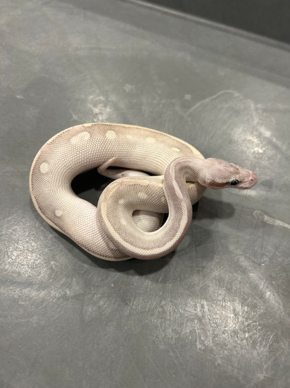 Purple Passion Pastel Het Hypo Ball Python by Wapiti Exotics