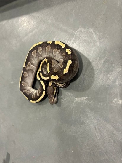 GHI Phantom Het Hypo Ball Python by Wapiti Exotics