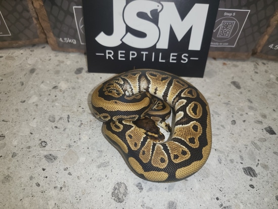 100%het Clown Ball Python by Jsm reptiles