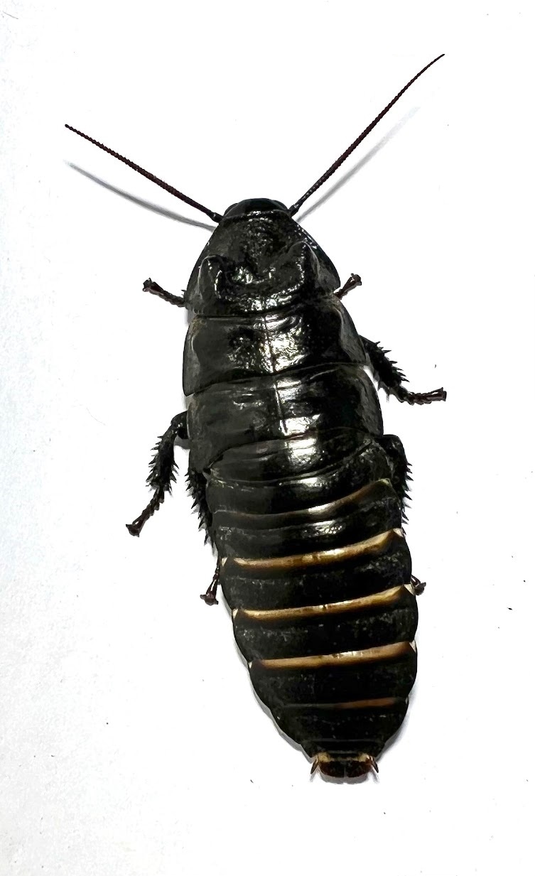 5 Ct Adult Male Black Tiger Madagascar Hissing Cockroaches Free Shipping Other Invertebrate