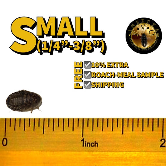 1000 Ct. Live "Organic" Dubia Cockroaches SMALL Size (1/4"-3/8") *FREE ...