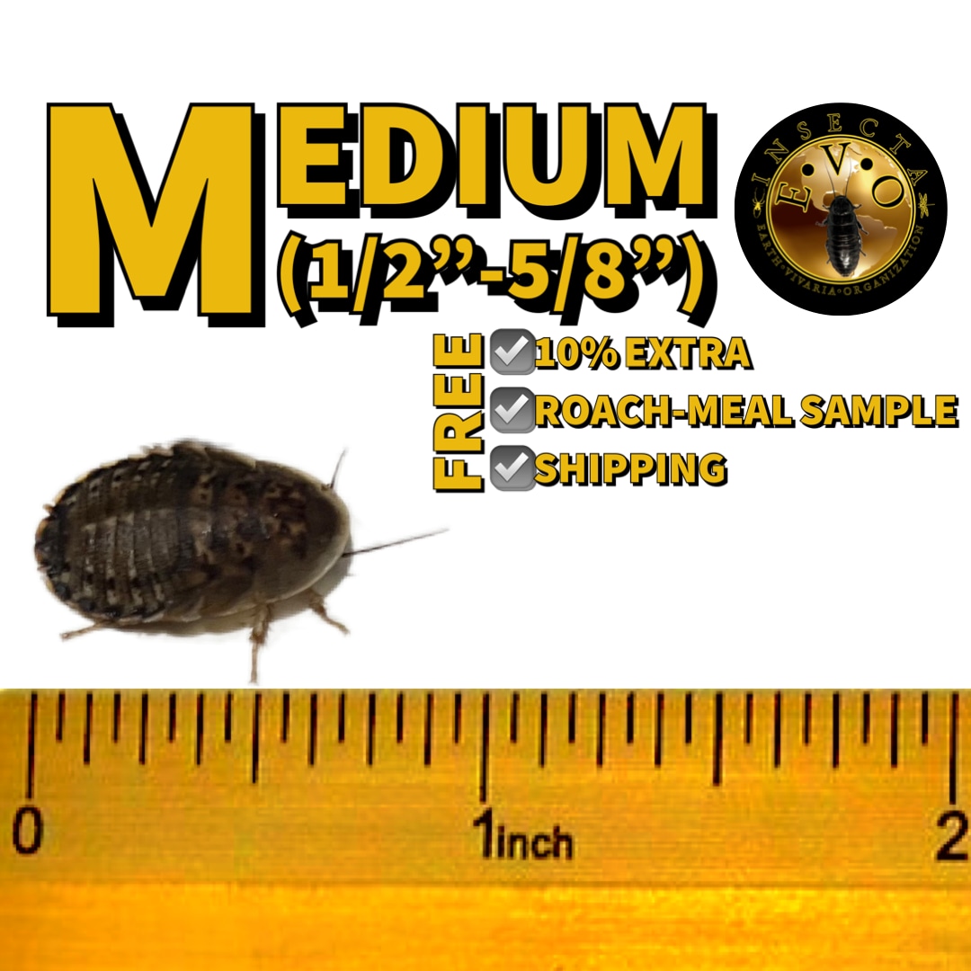 100 Ct. Live "Organic" Dubia Cockroaches MEDIUM Size (1/2”-5/8") *FREE ...