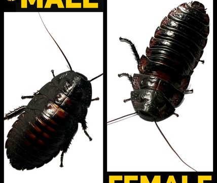 10Ct. Wide Horn Madagascar Hissing Cockroach Nymphs (G. Oblongonota) @InsectaEvo Other ...