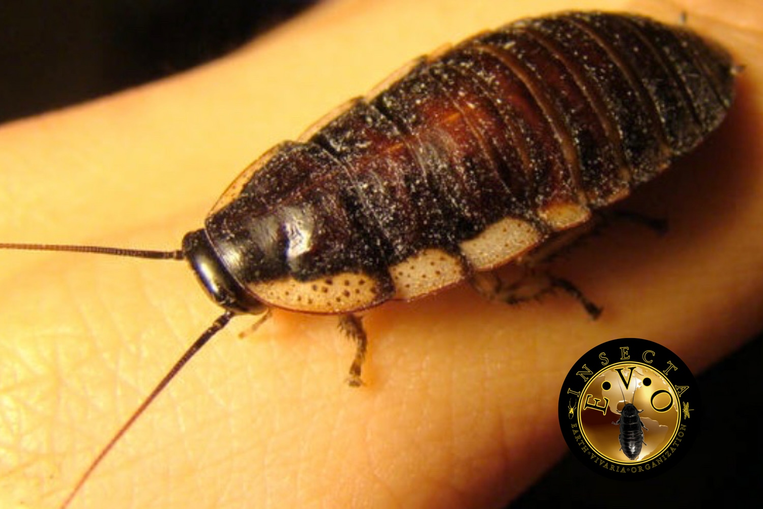 10Ct. Wide Horn Madagascar Hissing Cockroach Nymphs (G. Oblongonota ...