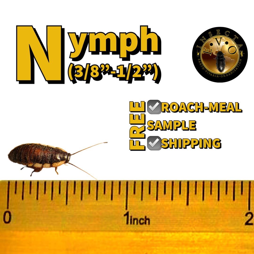 5CT. Hissing Cockroach NYMPHS (3/8”-1/2”) *FREE SHIPPING* Other ...