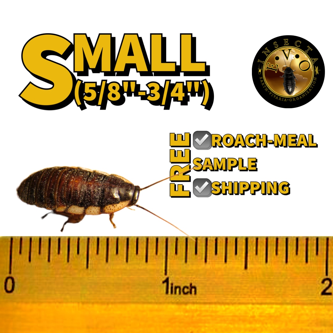 5Ct. Flat Horn Madagascar Hissing Cockroach SMALL (A. Insignis) *FREE ...