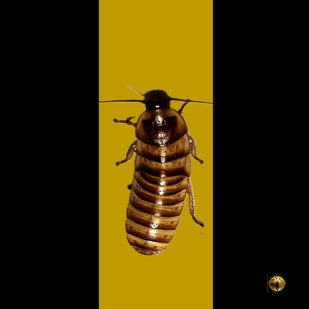 Female Halloween Hissing (Elliptorhina Javanica) Cockroach by INSECTA ...