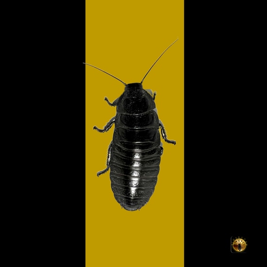 Female Wide Horn Hissing Cockroach (Gromphadorhina Oblongonota) by ...