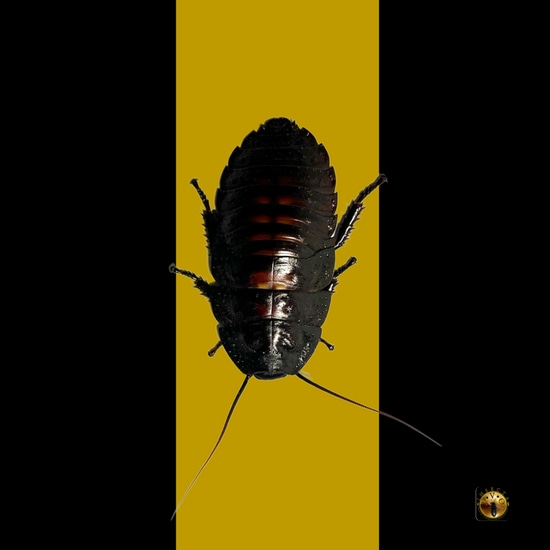 Male Flat Horn Hissing Cockroach (Aeluropoda Insignis) by INSECTA EVO l.l.c