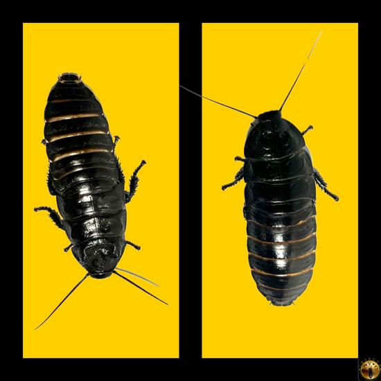 Pair Black Tiger Hissing Cockroach (Gromphadorhina Grandidier) by ...